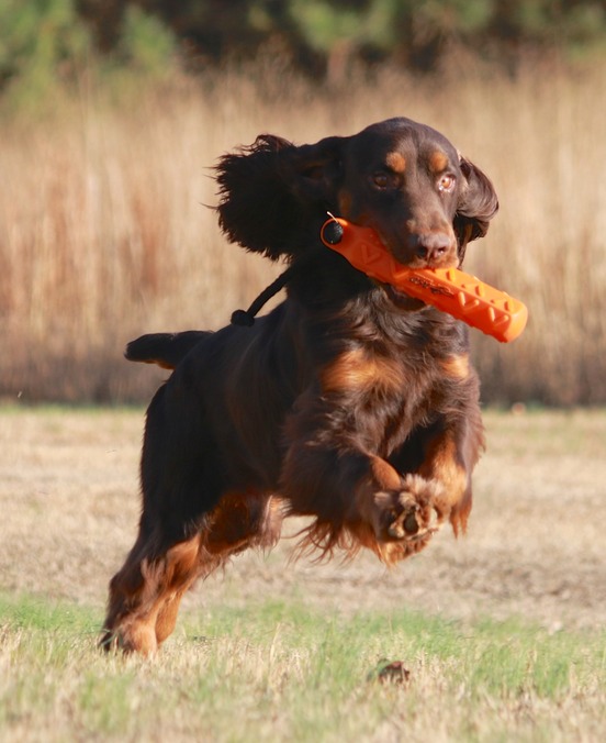 Field Spaniels | Rustic Sporting Dogs